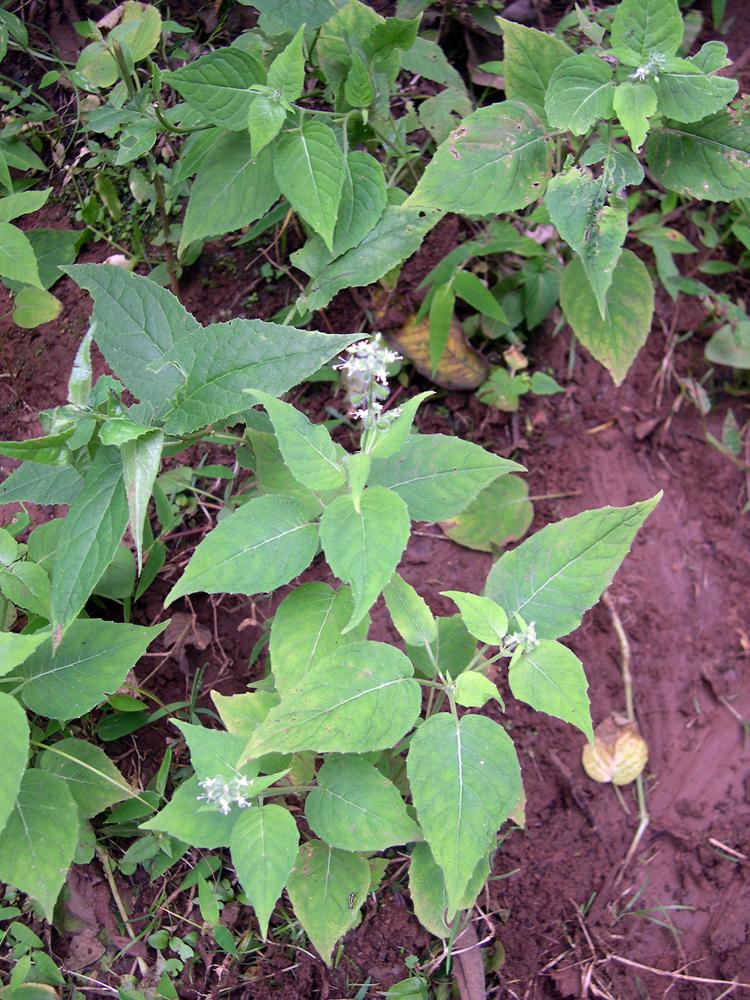 Specimens — Biodiversity of the Hengduan Mountains