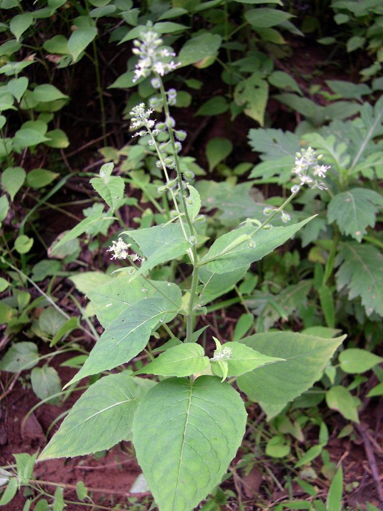 Specimens — Biodiversity of the Hengduan Mountains