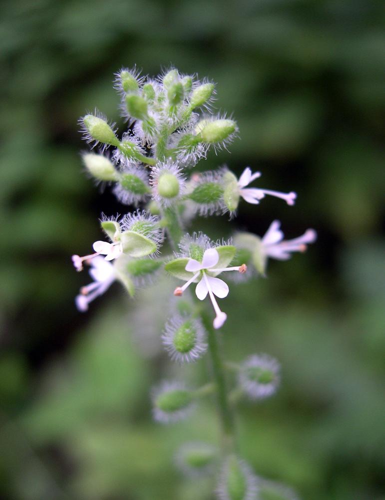 Specimens — Biodiversity of the Hengduan Mountains