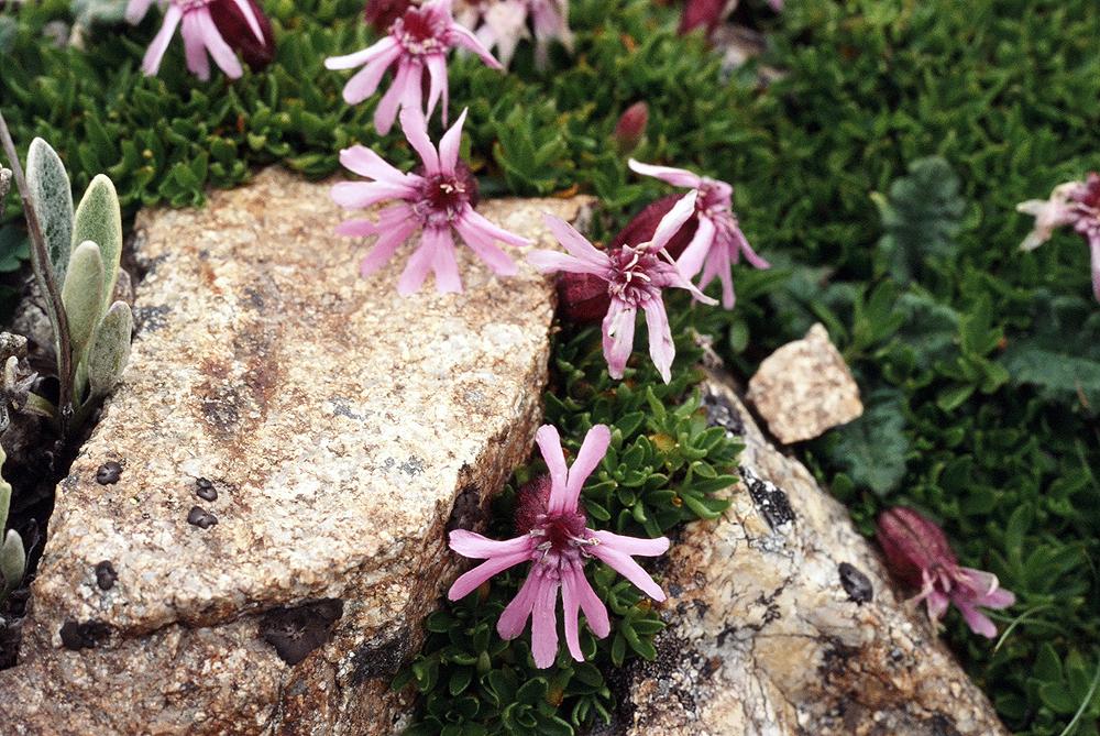 Specimens — Biodiversity of the Hengduan Mountains