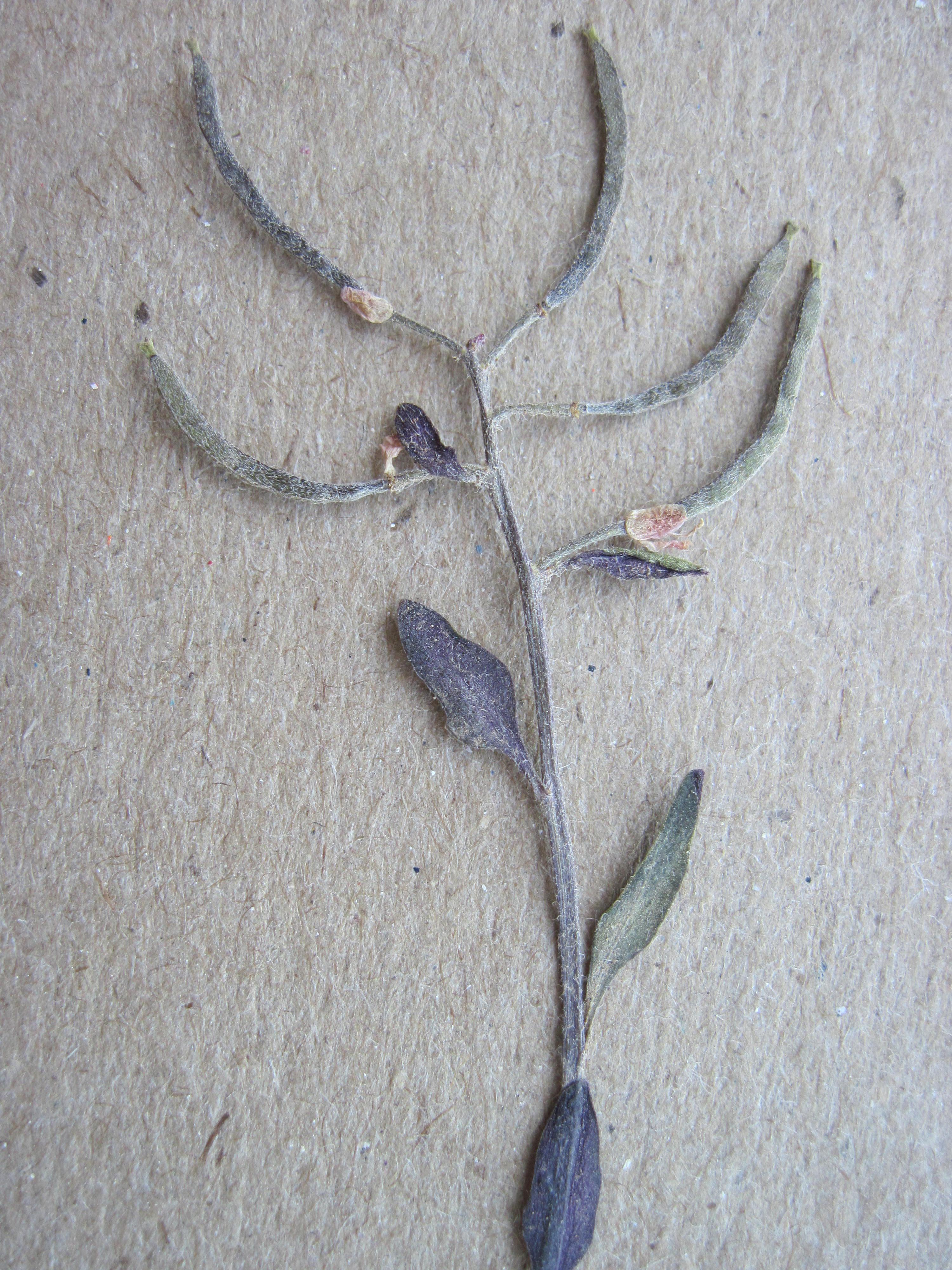 Specimens — Biodiversity of the Hengduan Mountains