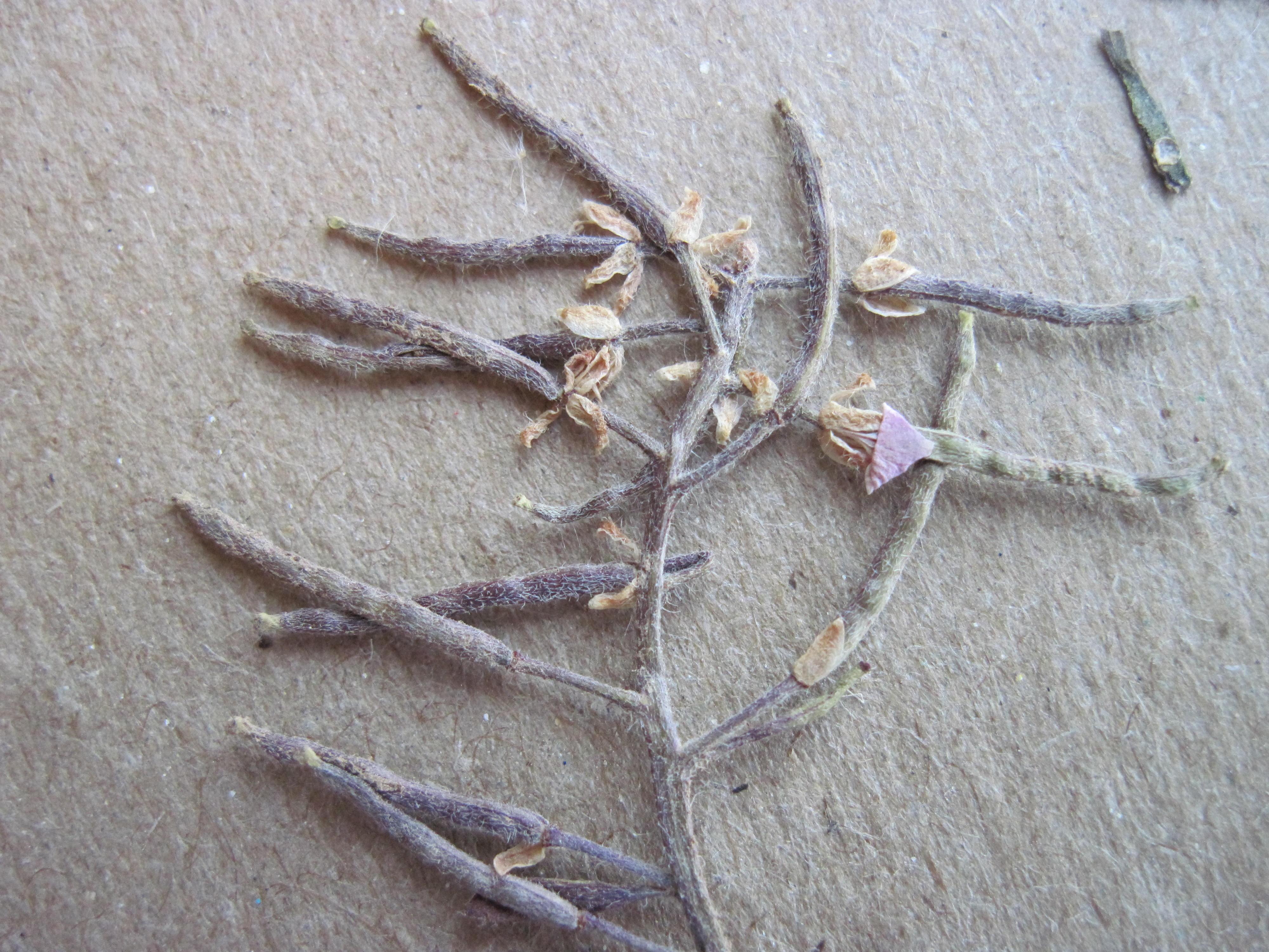 Specimens — Biodiversity of the Hengduan Mountains