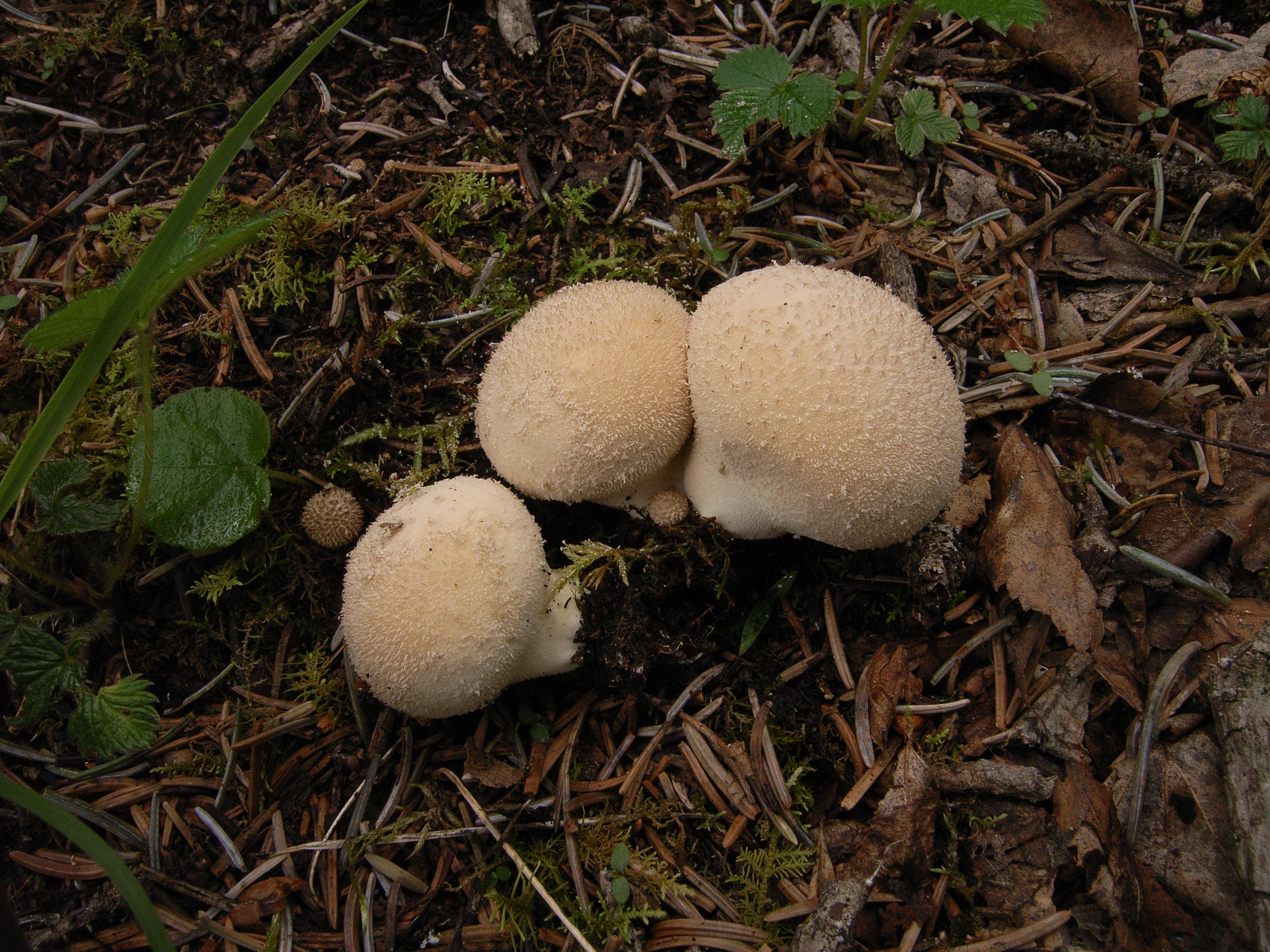 Specimens — Biodiversity of the Hengduan Mountains