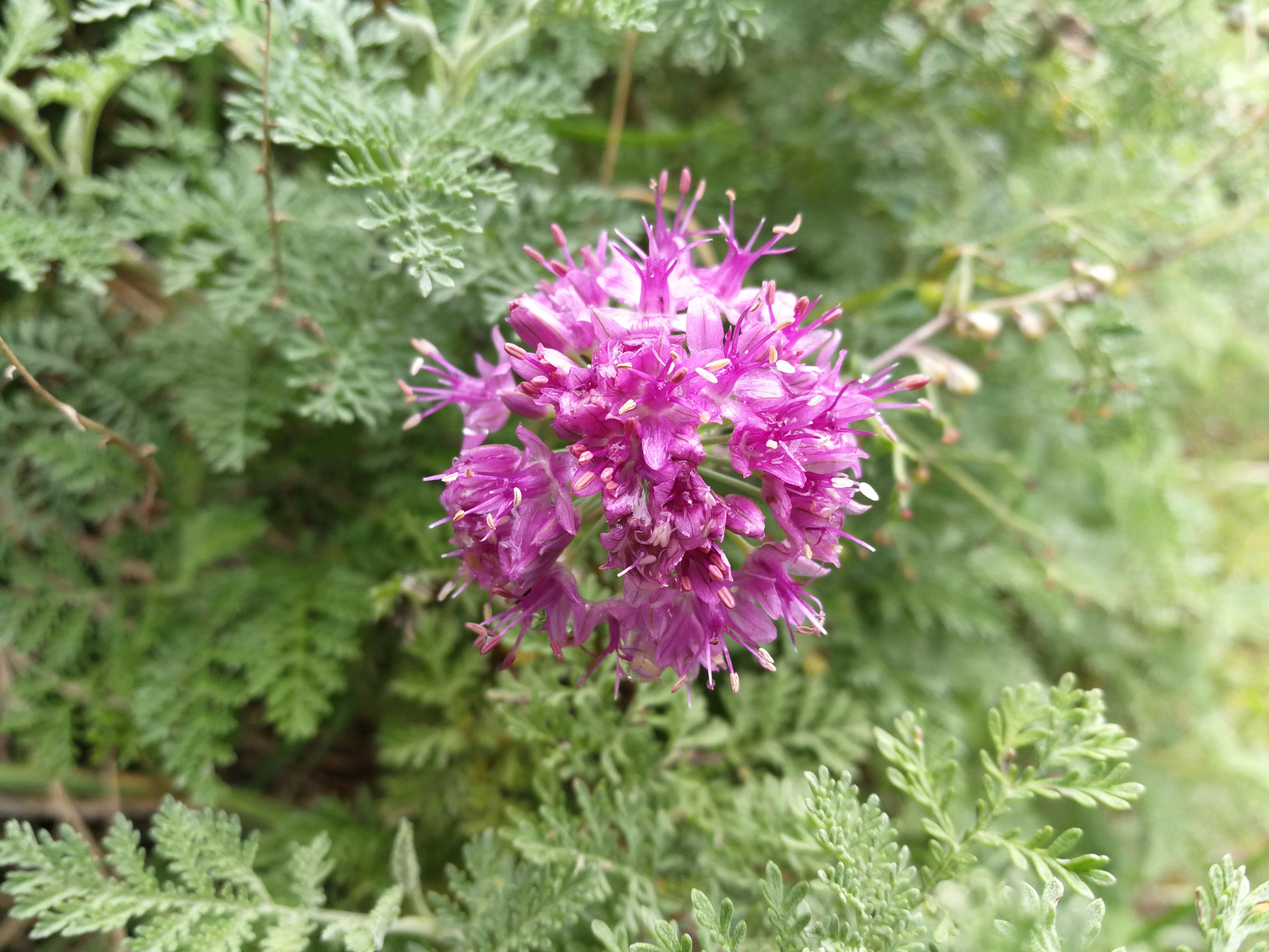 Specimens — Biodiversity of the Hengduan Mountains