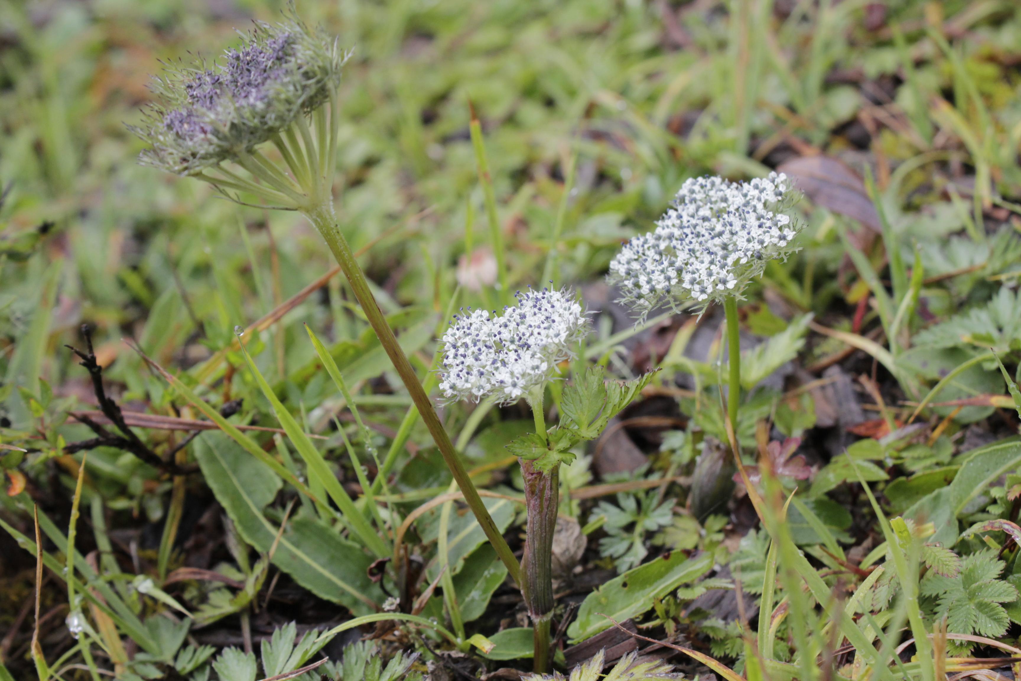 Specimens — Biodiversity of the Hengduan Mountains