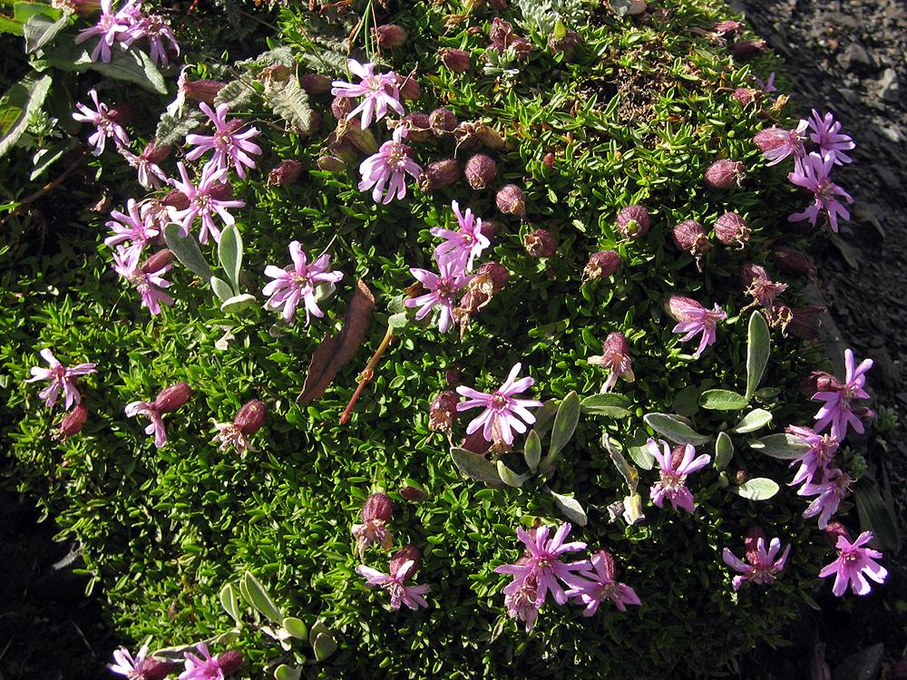 Specimens — Biodiversity of the Hengduan Mountains