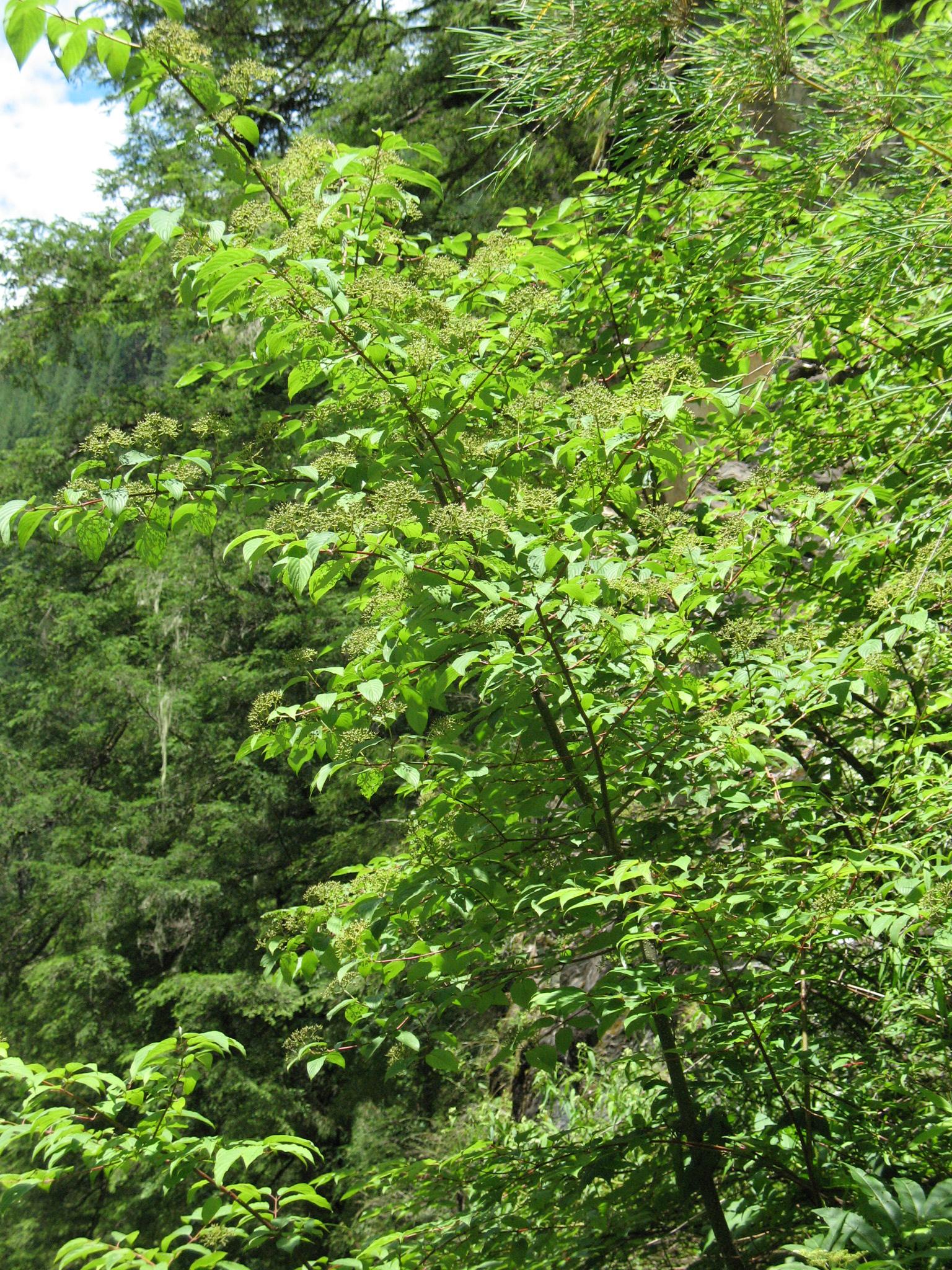 Specimens — Biodiversity of the Hengduan Mountains