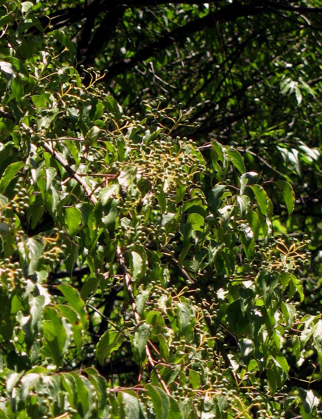 Specimens — Biodiversity of the Hengduan Mountains