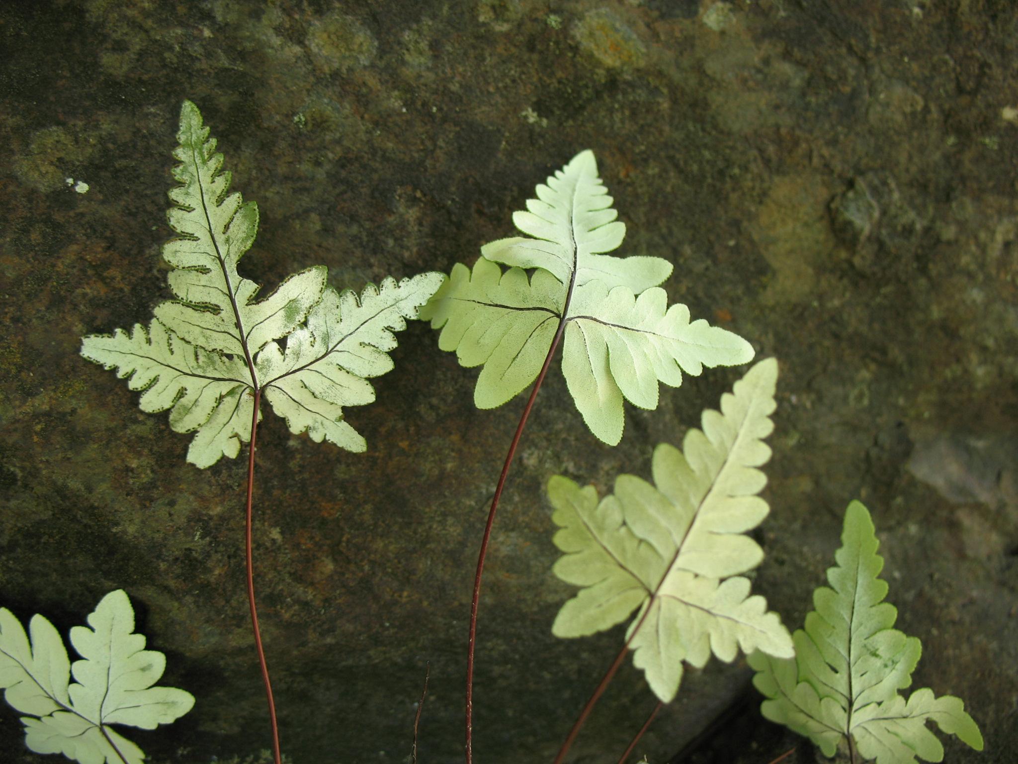 Specimens — Biodiversity of the Hengduan Mountains