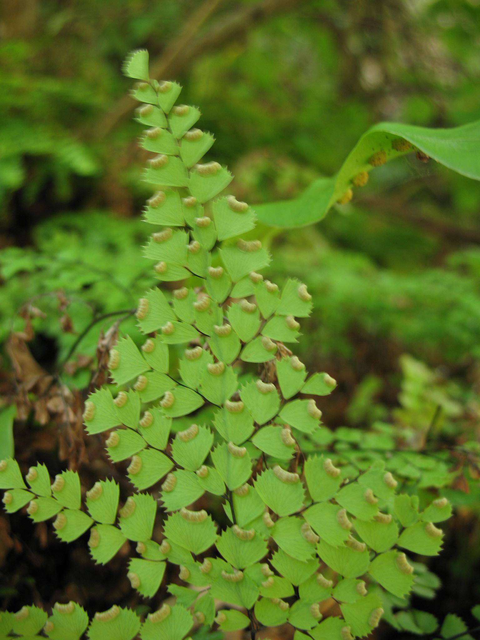 Specimens — Biodiversity of the Hengduan Mountains