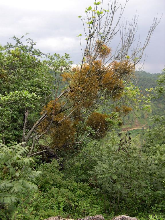 Specimens — Biodiversity of the Hengduan Mountains