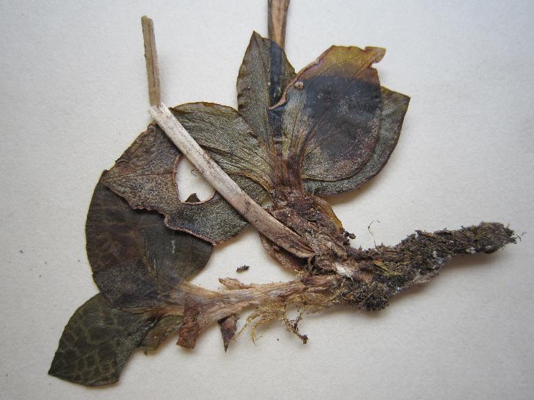 Specimens — Biodiversity of the Hengduan Mountains