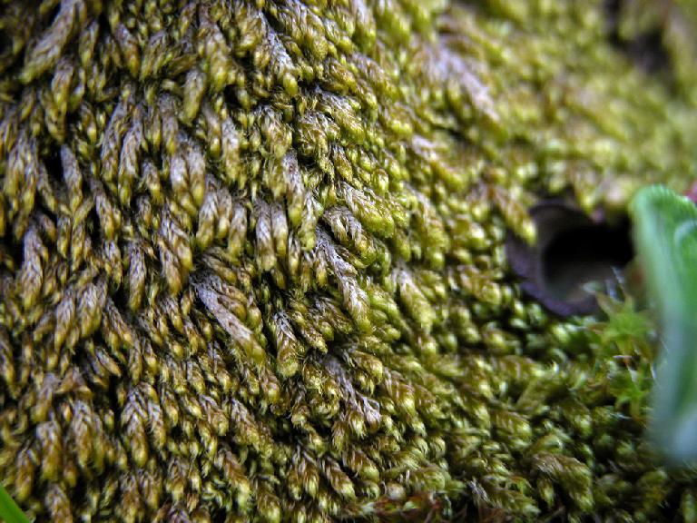 Specimens — Biodiversity of the Hengduan Mountains